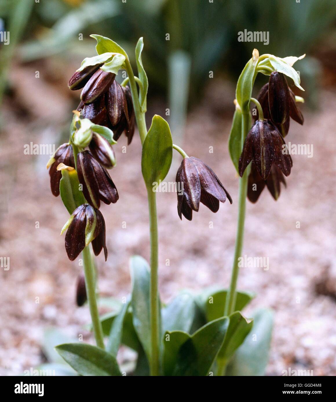Fritillaria biflora BUL033687 Stock Photo - Alamy