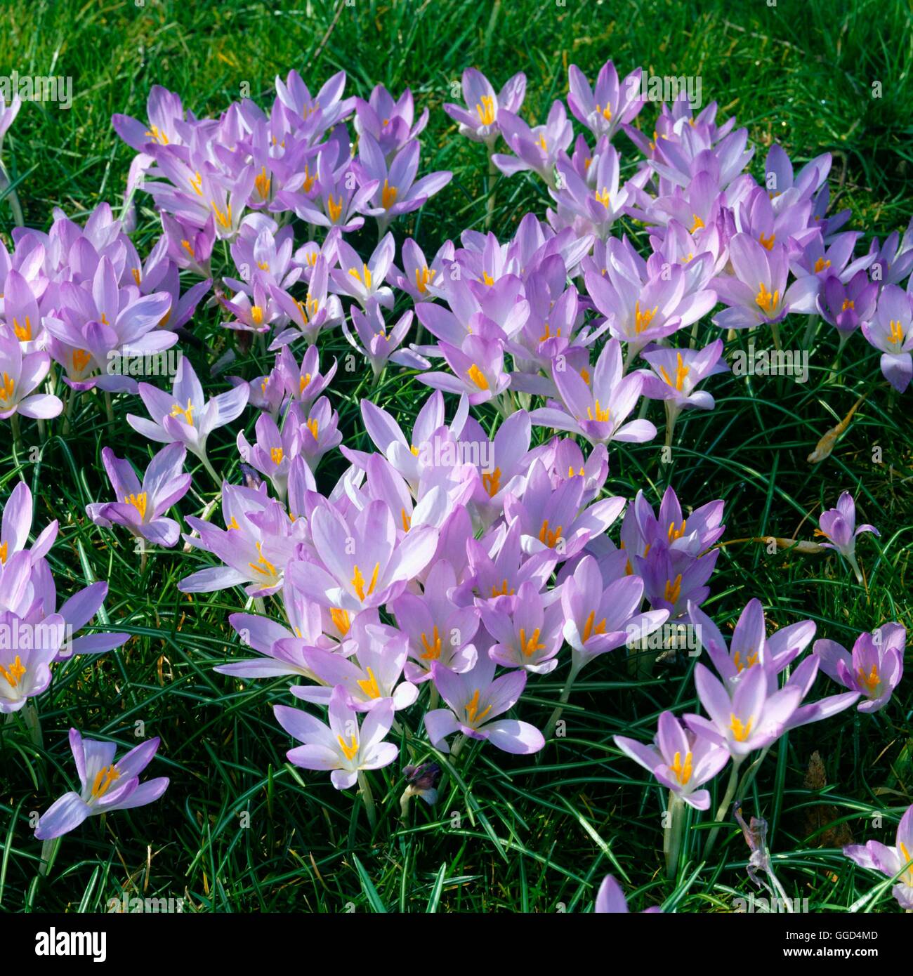 Crocus tommasinianus AGM BUL033967 Stock Photo - Alamy