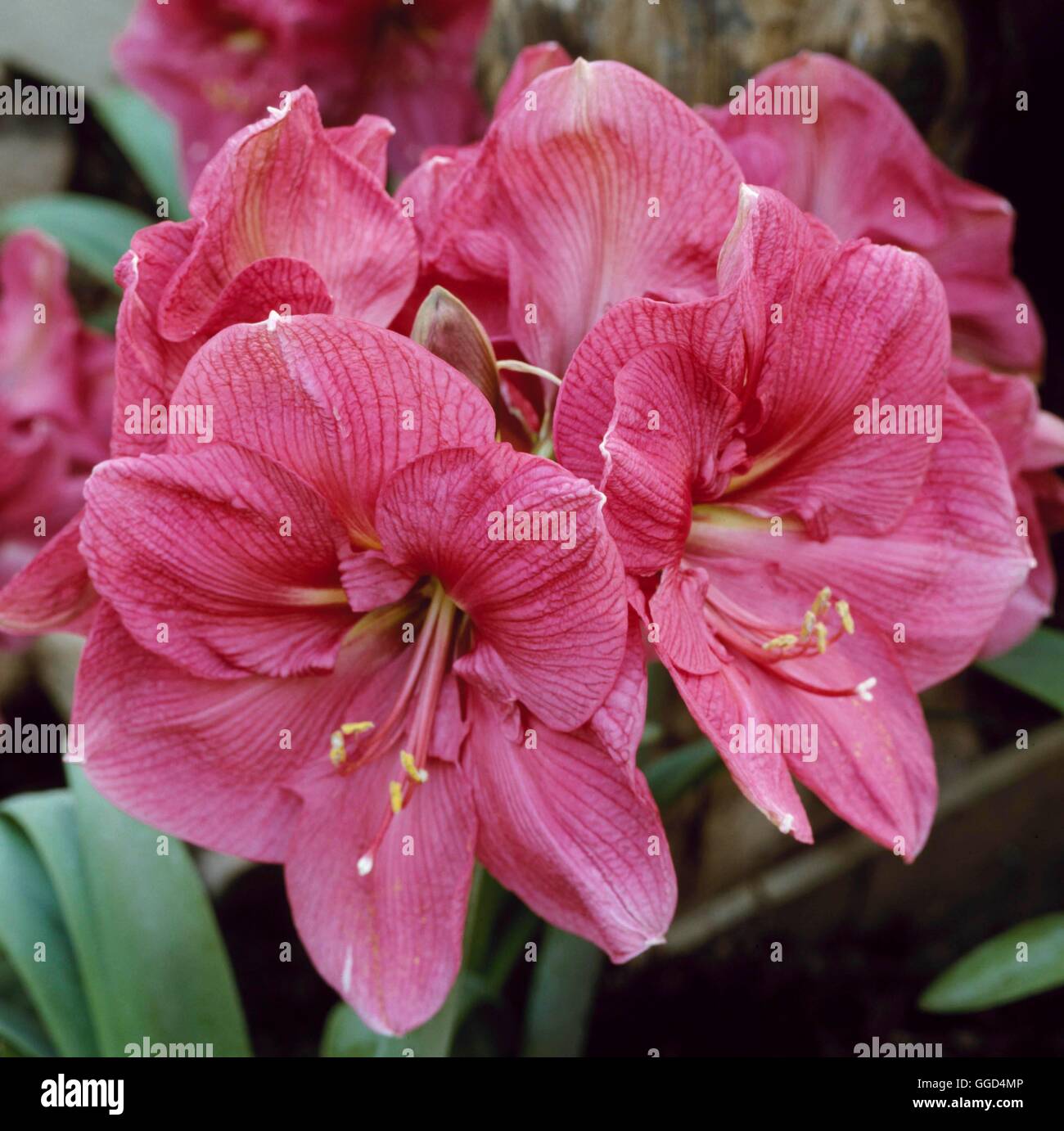 Hippeastrum - `Hercules' BUL035371 Stock Photo - Alamy