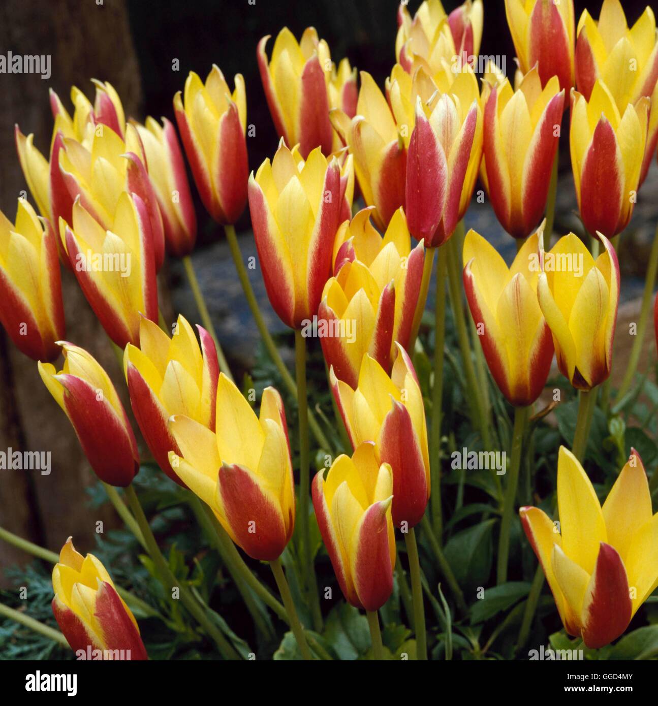 Tulipa clusiana - `Cynthia' BUL035432 Stock Photo - Alamy