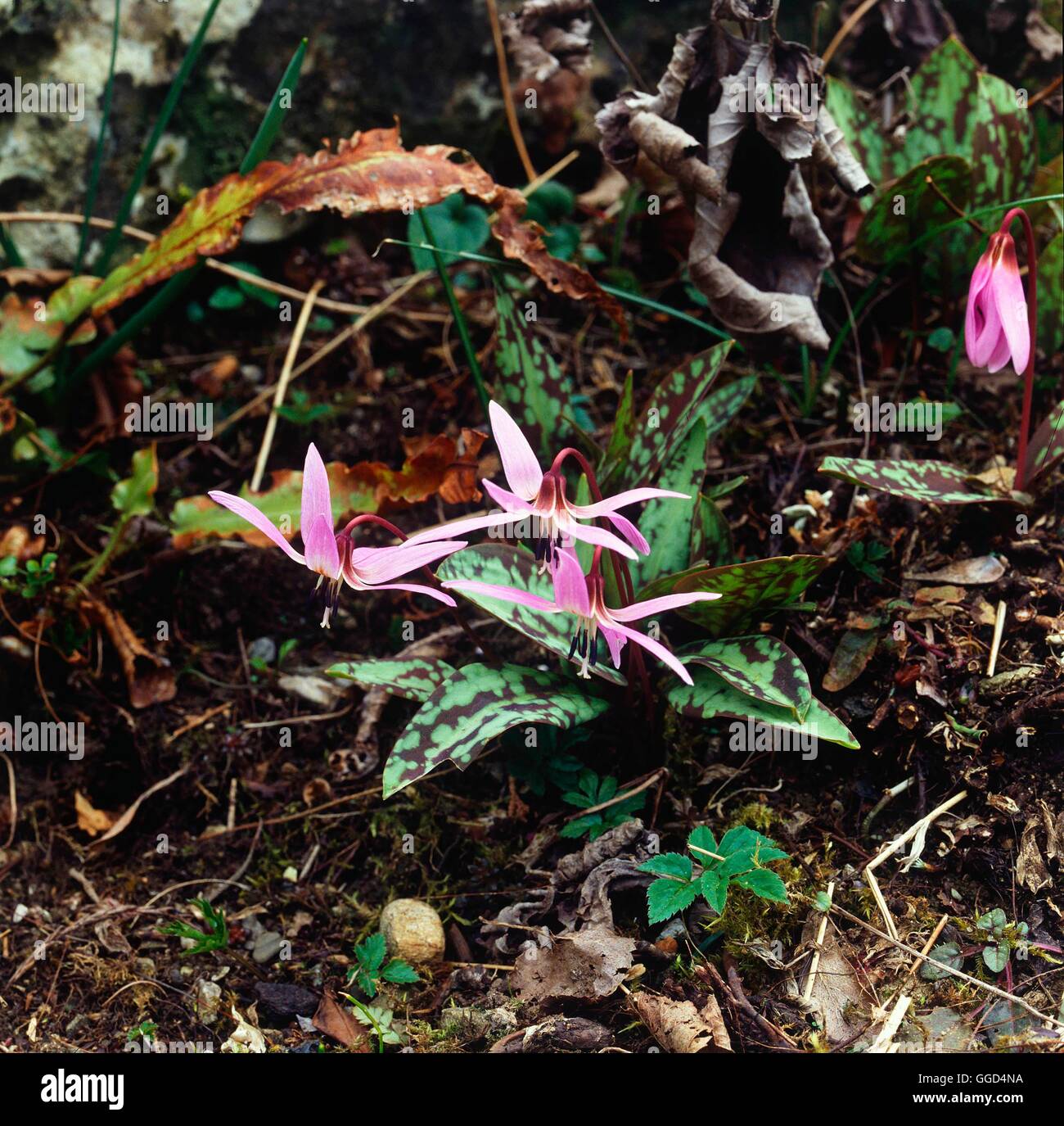 Dens hi-res stock photography and images - Alamy