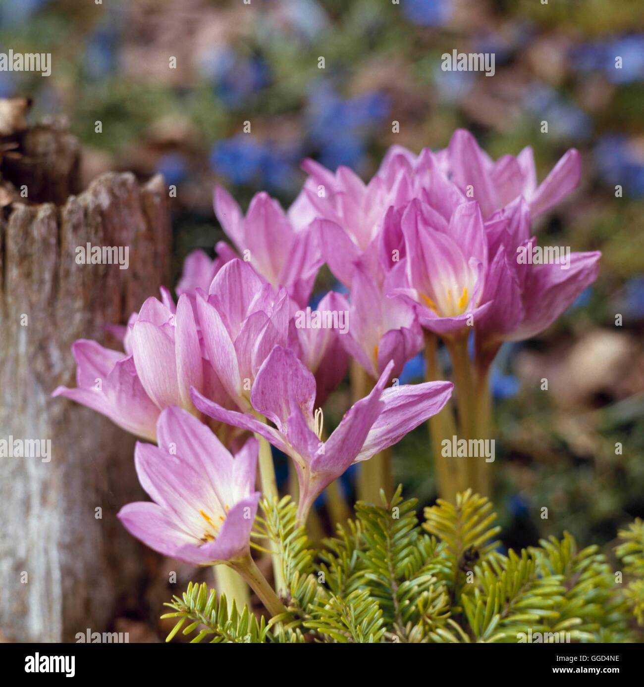 Autumnflowering hi-res stock photography and images - Alamy