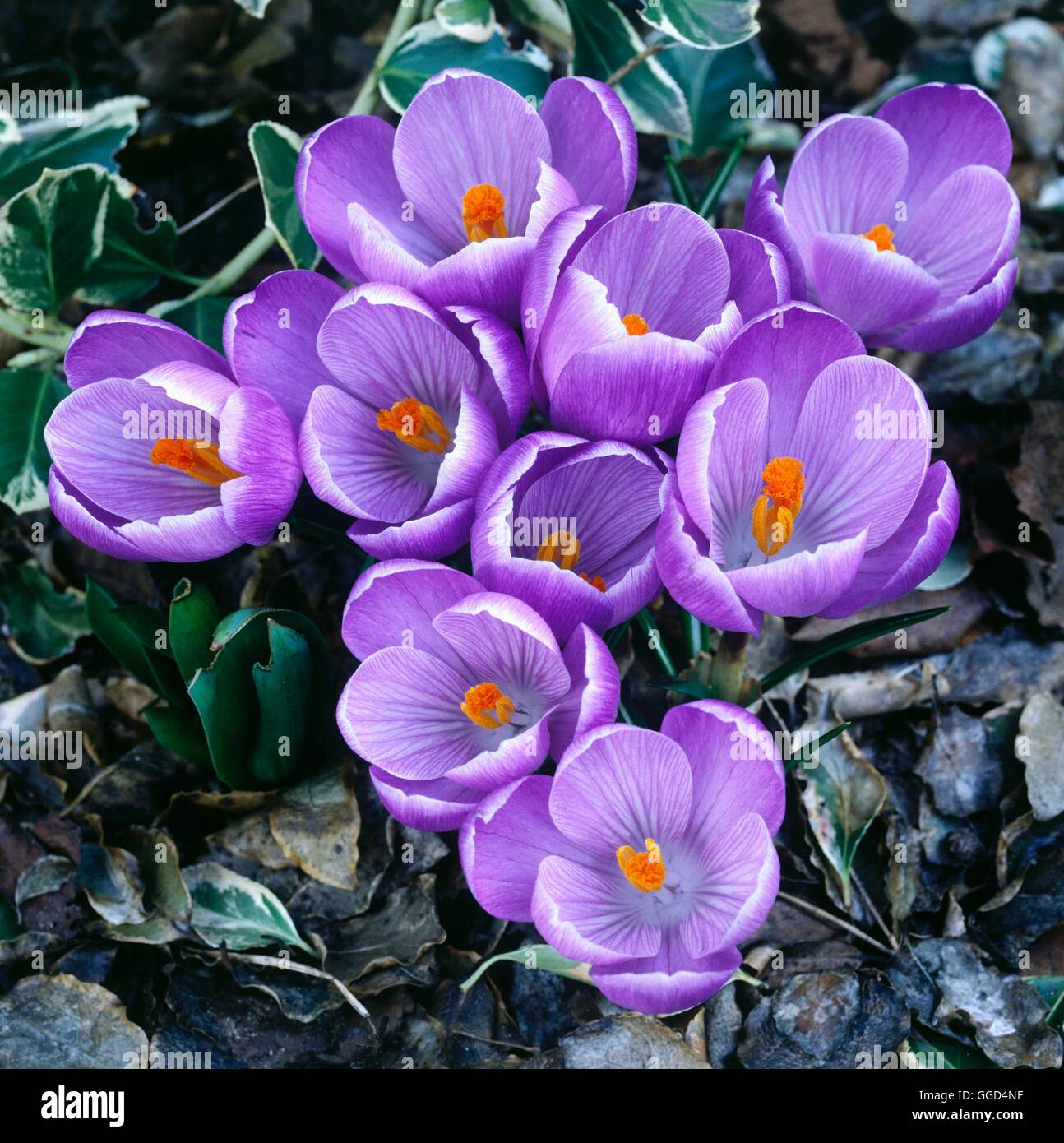 Crocus vernus queen of the blues hi-res stock photography and images ...