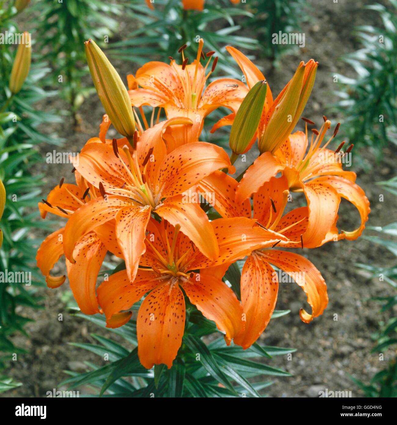Lily lilium enchantment hi-res stock photography and images - Alamy