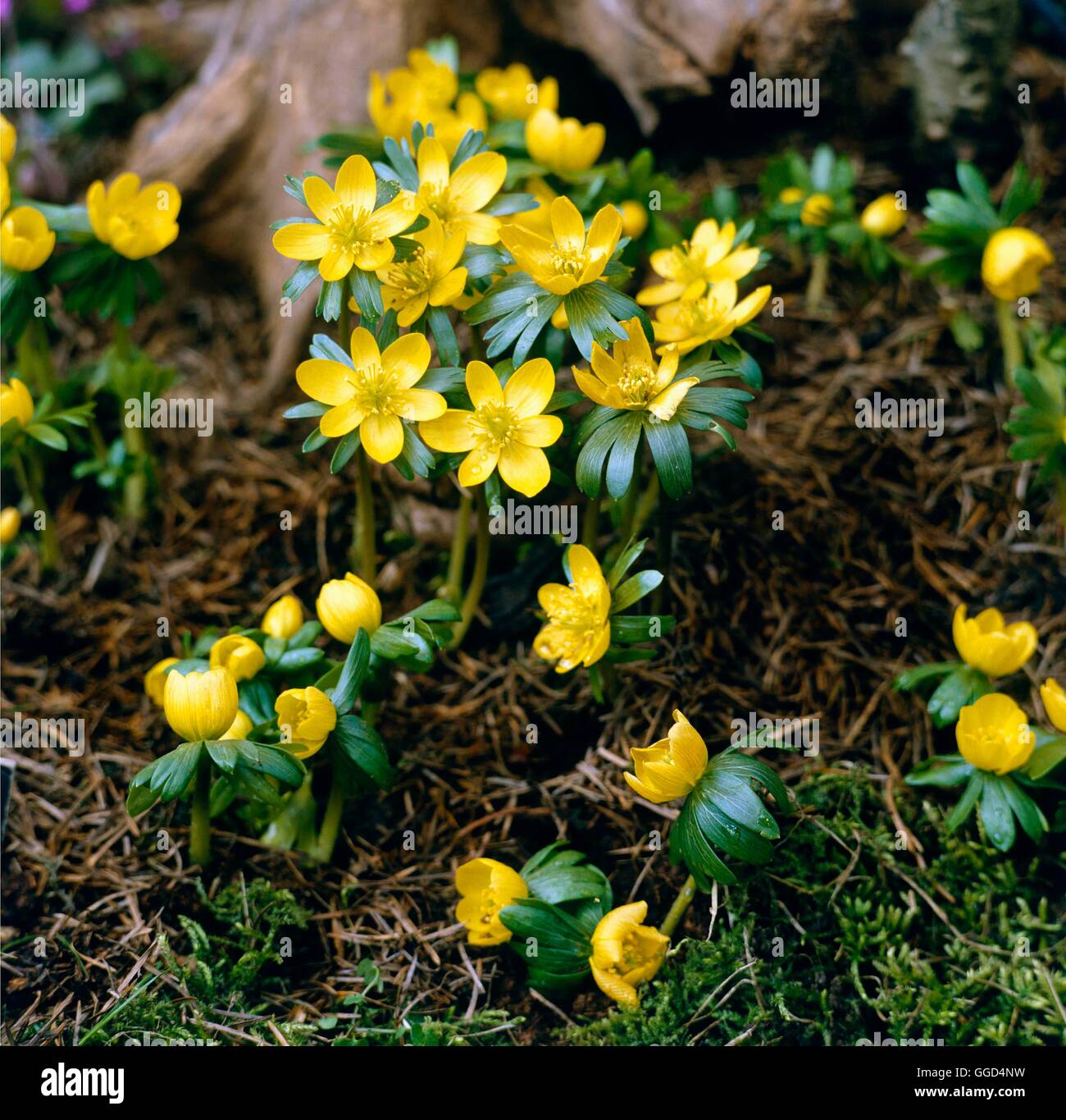 Eranthis hyemalis AGM BUL040557 Stock Photo - Alamy