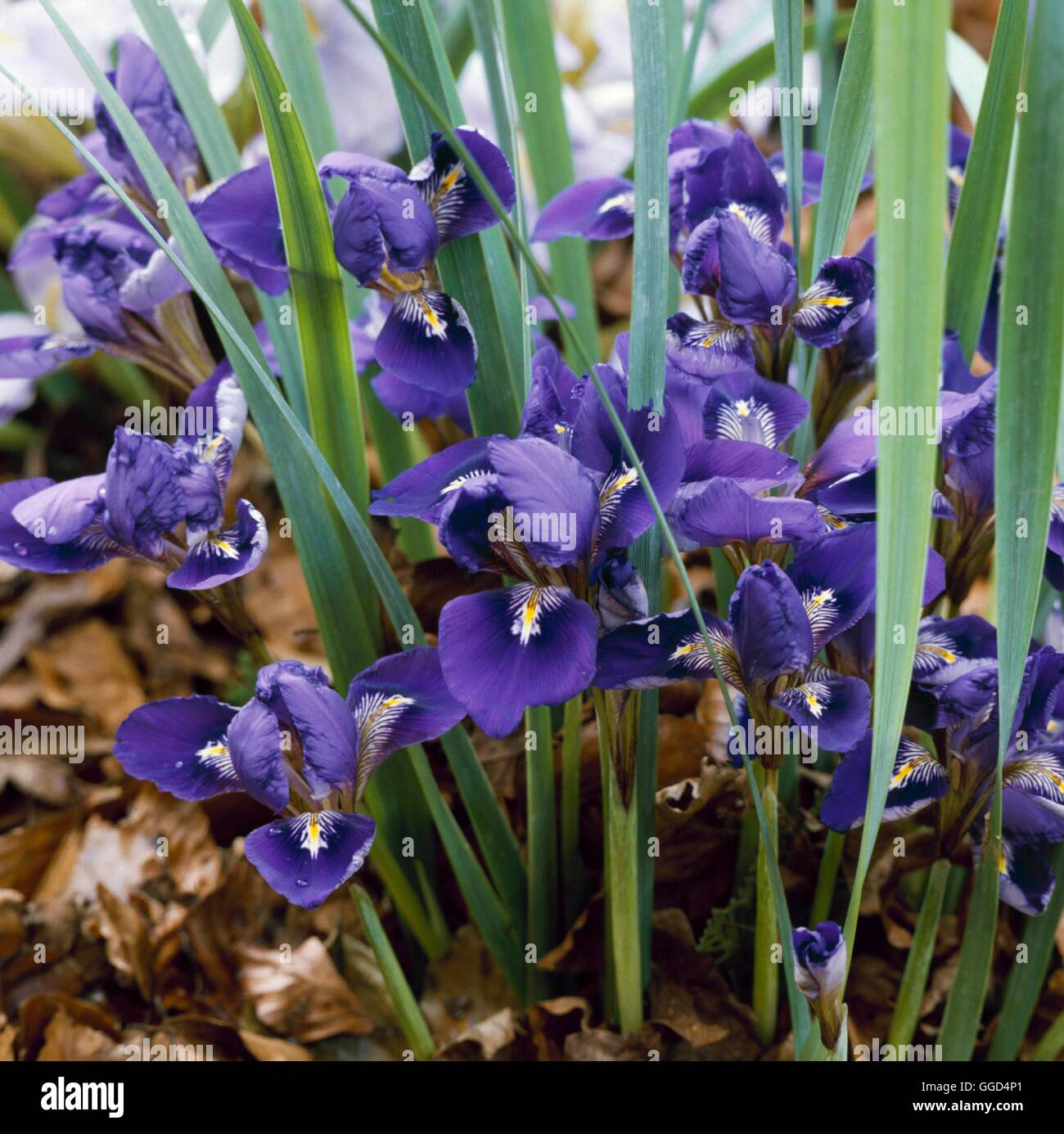 Iris thompson hi-res stock photography and images - Alamy