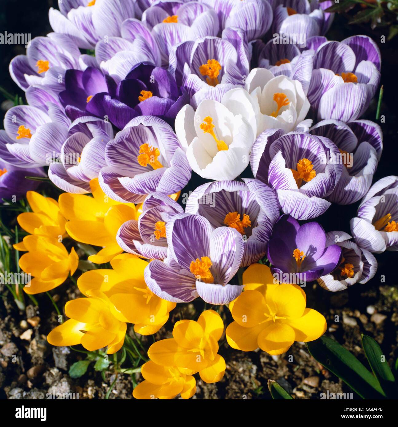 Crocus - Mixed Hybrids BUL041193 Stock Photo - Alamy
