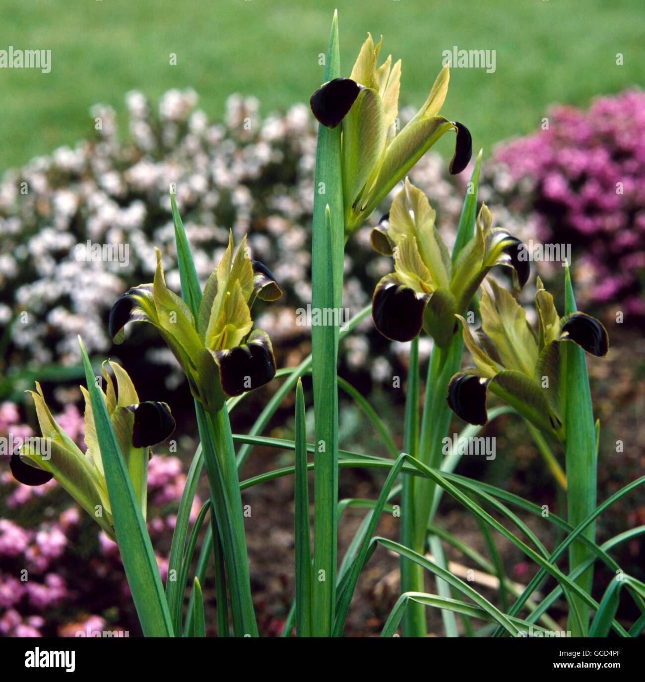 Iris tuberosus hi-res stock photography and images - Alamy