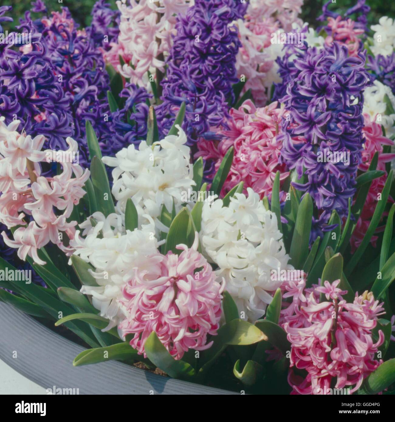 Hyacinthus orientalis - mixed BUL042401 Stock Photo - Alamy