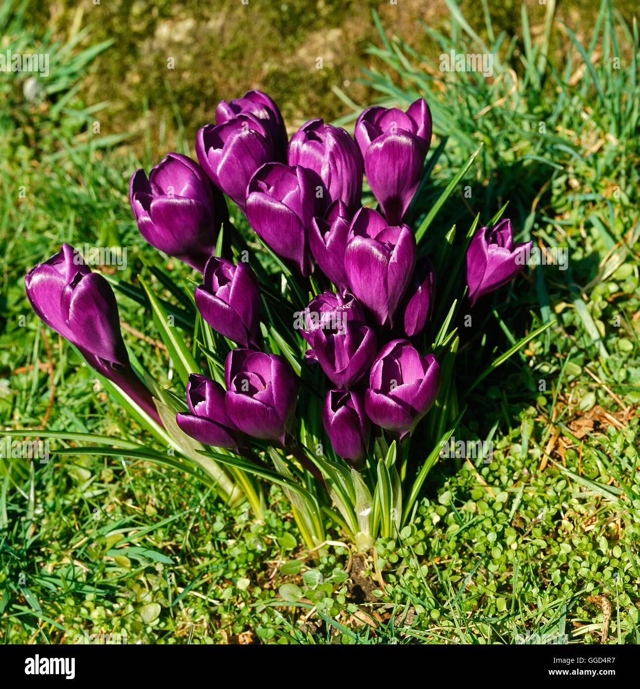 Crocus vernus purpureus grandiflorus hi-res stock photography and ...