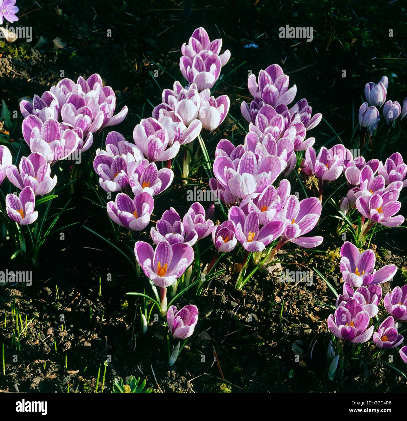Crocus vernus - `King of the Striped' BUL043494 Stock Photo - Alamy