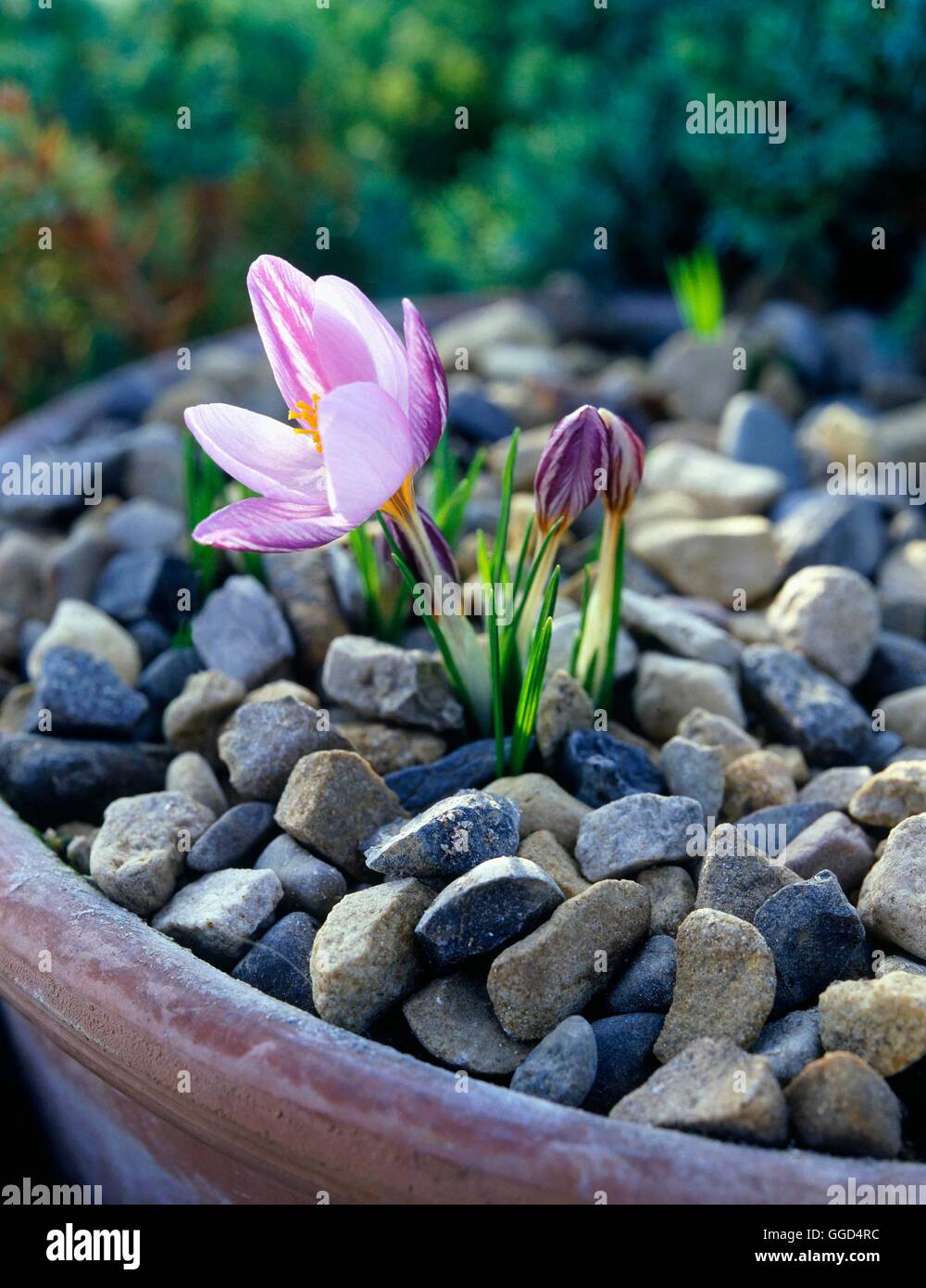 Crocus crocus laevigatus hi-res stock photography and images - Alamy