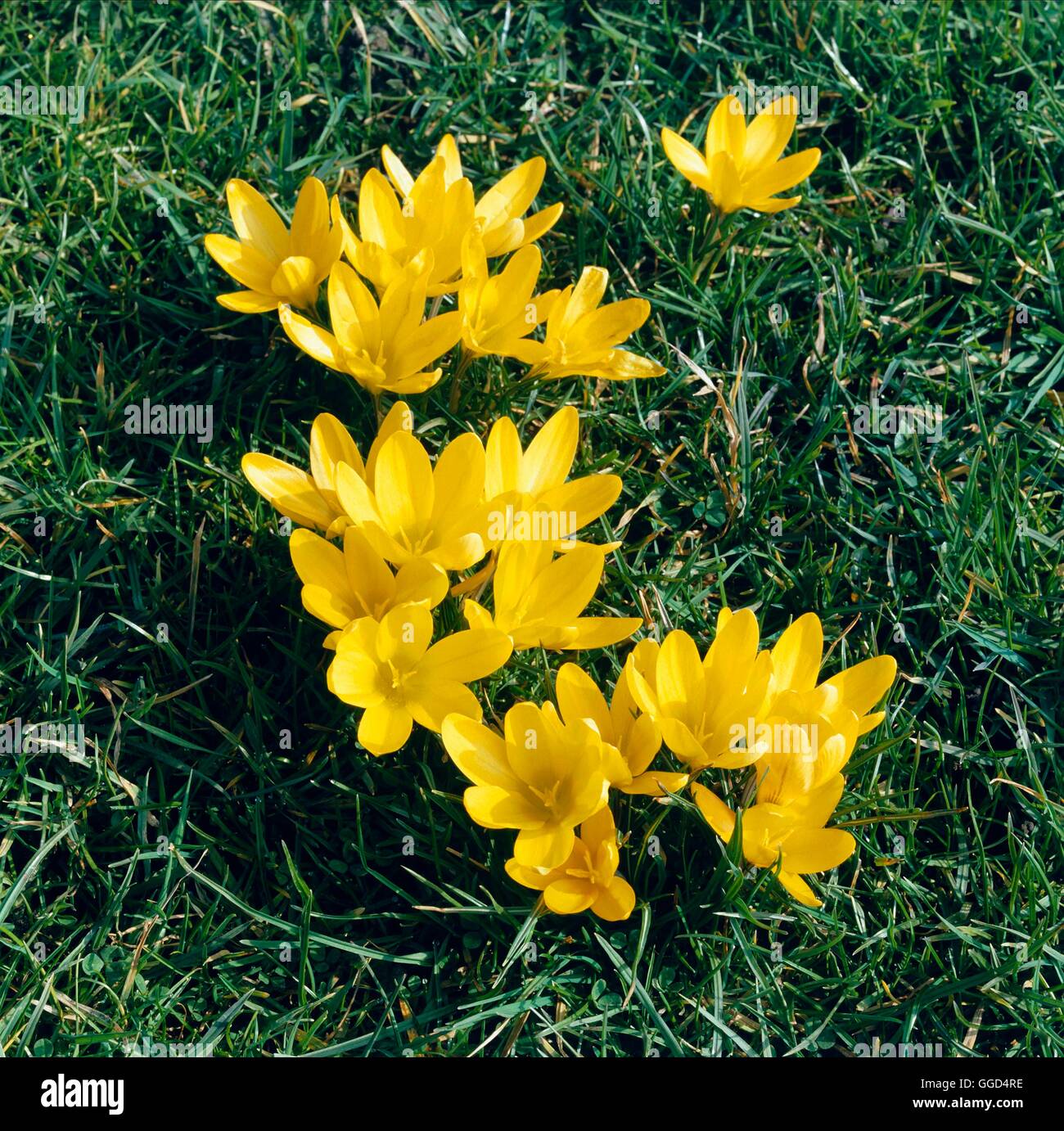 Gold crocus hi-res stock photography and images - Alamy