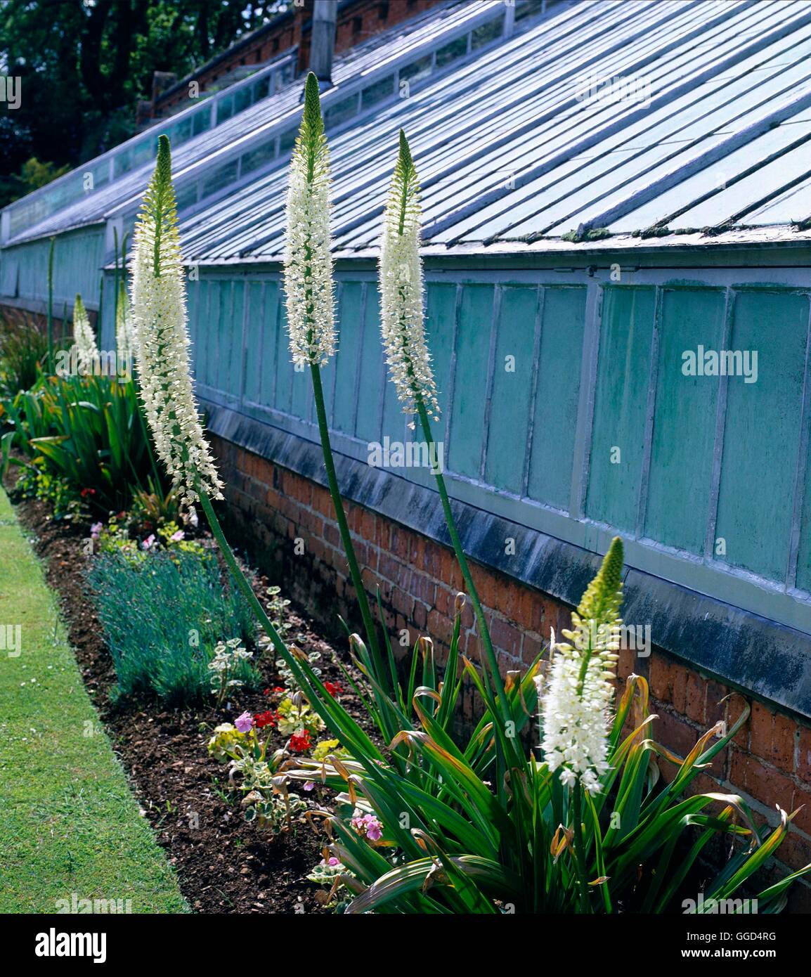 Eremurus x isabellinus - `White Beauty' BUL043697 Stock Photo - Alamy