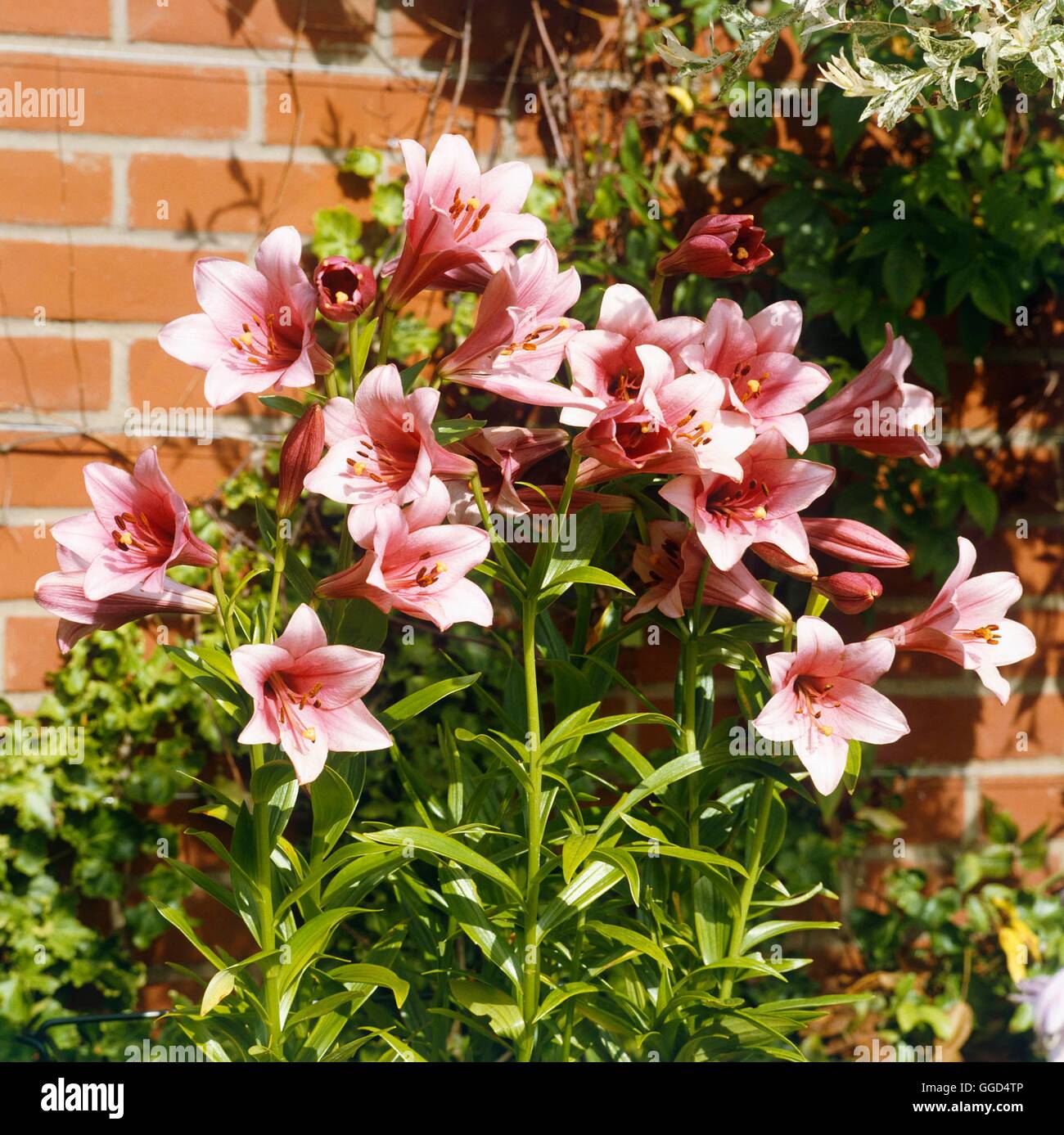 Casarosa hi-res stock photography and images - Alamy