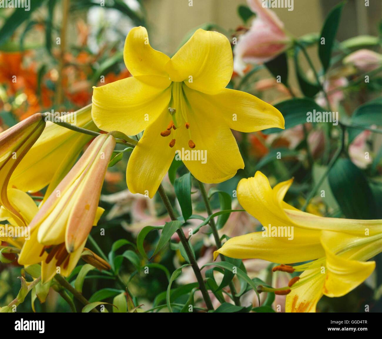 Golden splendour lily hi-res stock photography and images - Alamy