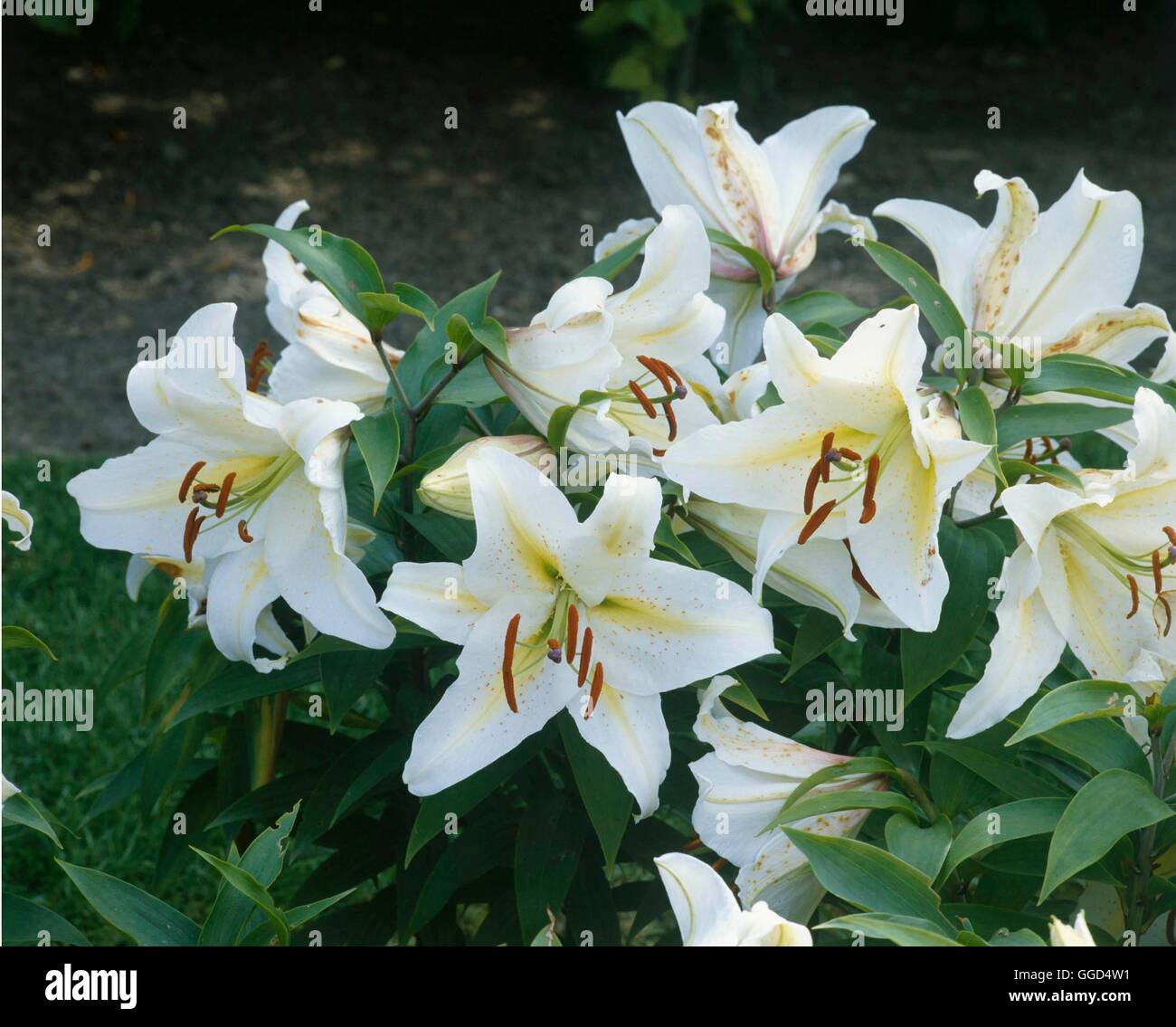 Lilium - `Impressive' (Asiatic Hybrid) BUL045034 Stock Photo - Alamy