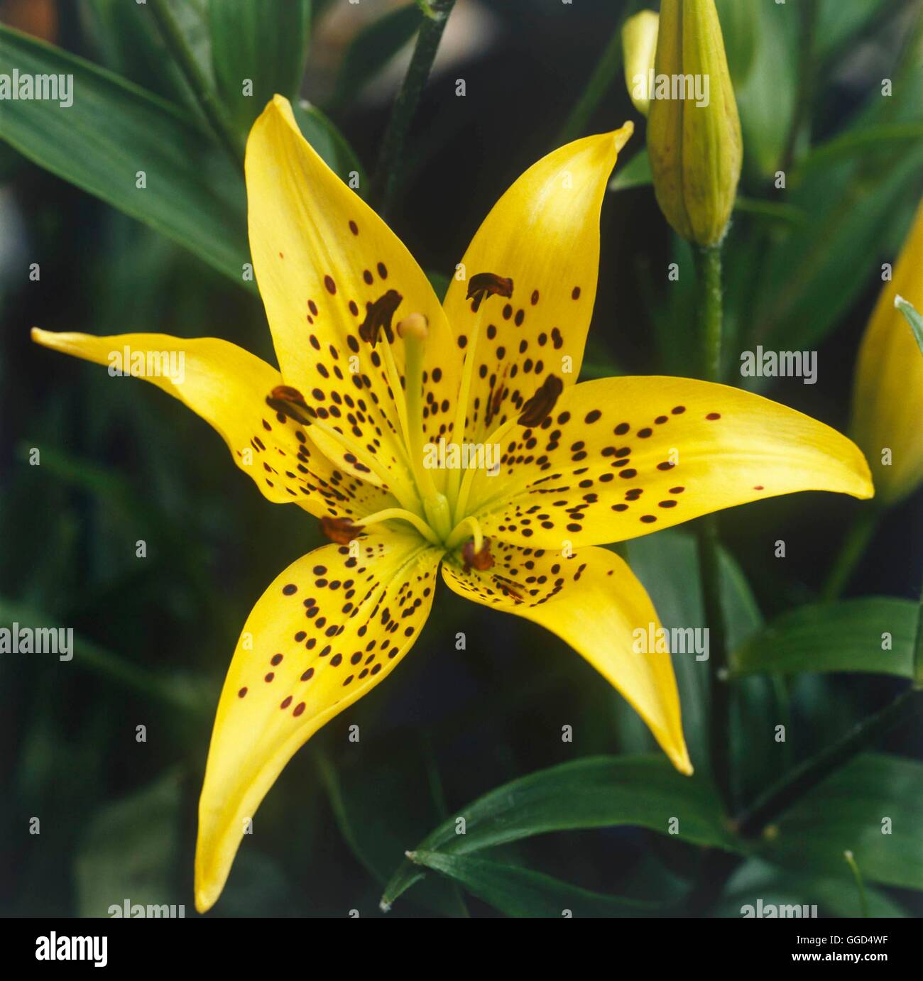 Florence lily hi-res stock photography and images - Alamy