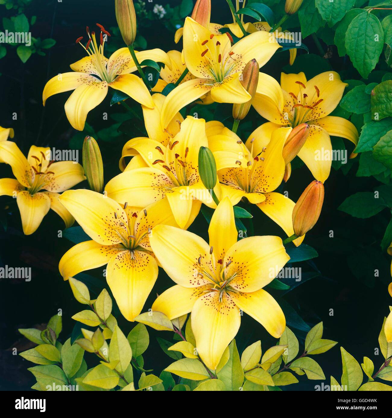 Lilium - `Astarix' BUL045103 Stock Photo - Alamy