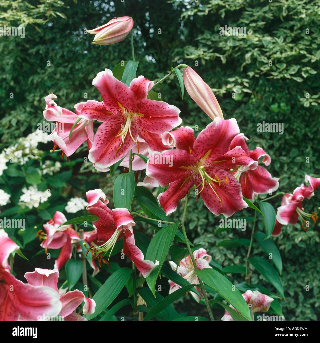 Lilium - `Empress of India' BUL045105 Stock Photo - Alamy