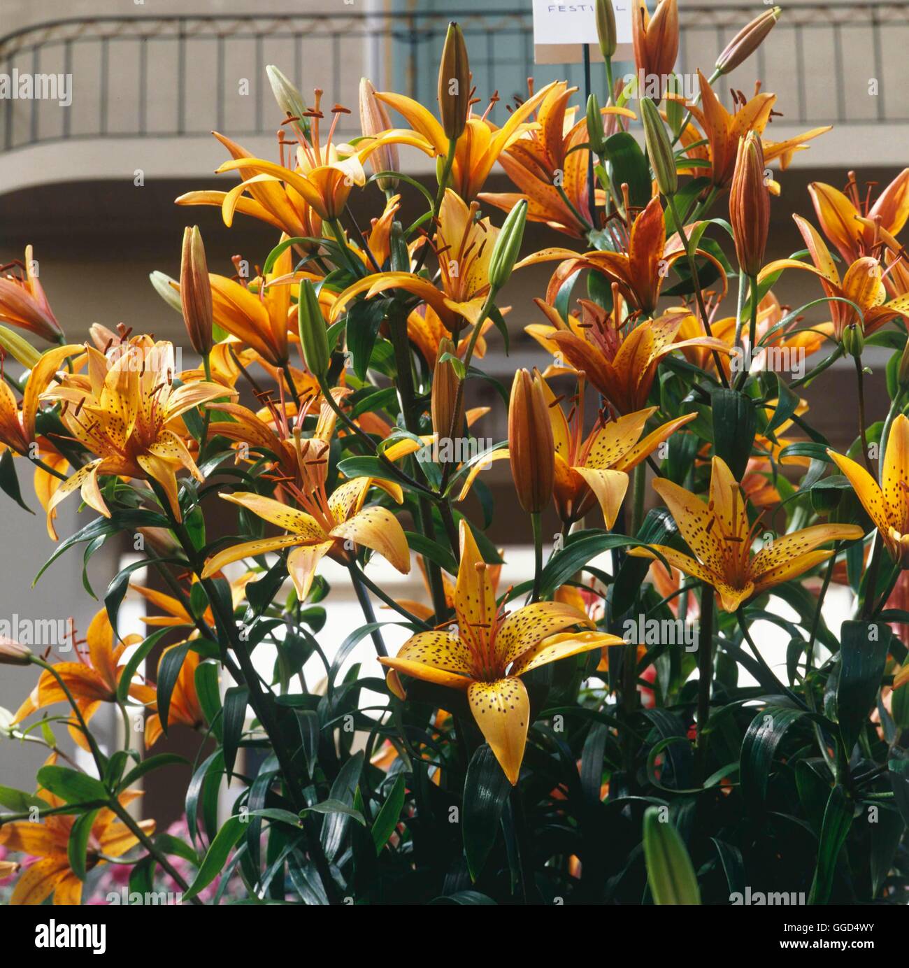 Lilium - `Festival' BUL045324 Stock Photo - Alamy