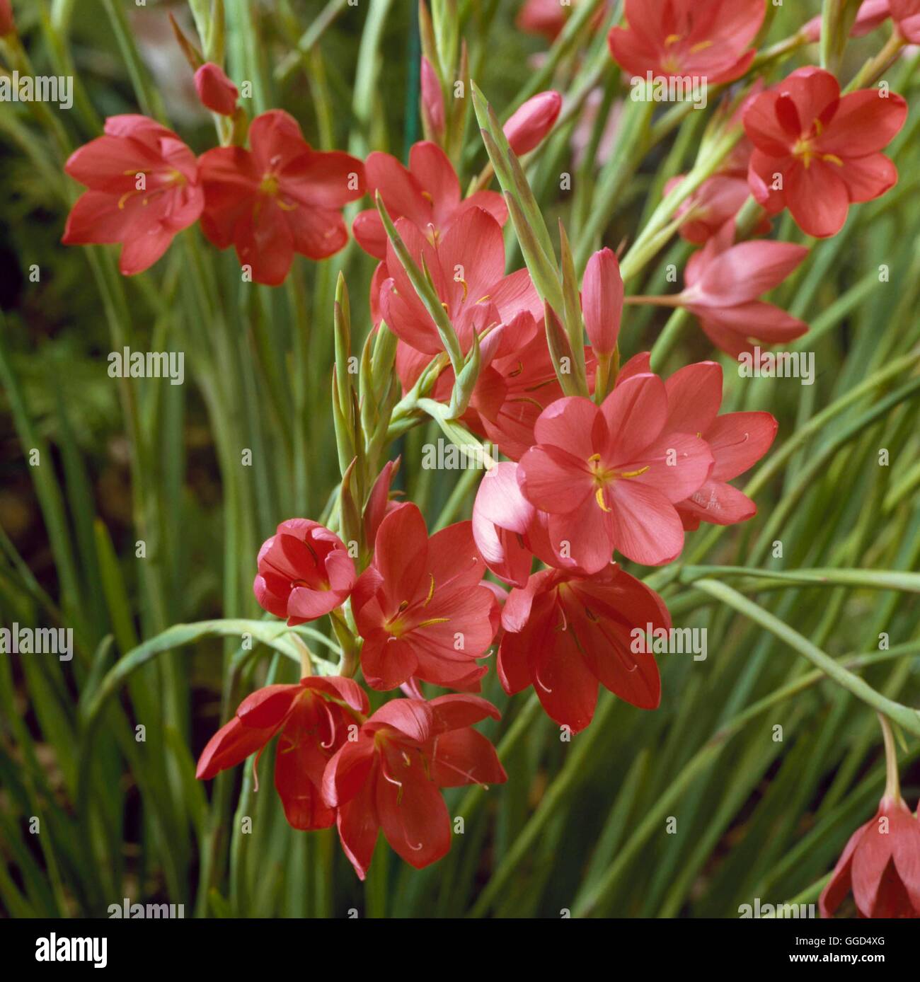 Schizostylis Coccinea Major High Resolution Stock Photography and ...