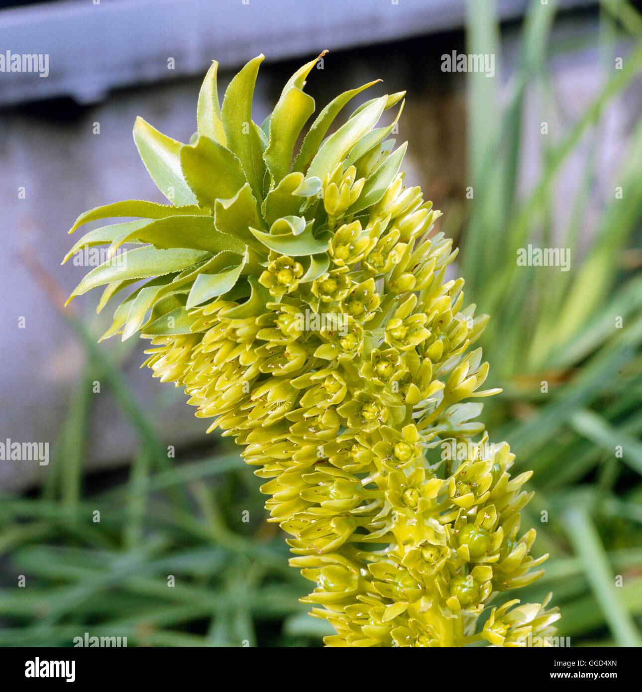 Eucomis hi-res stock photography and images - Alamy