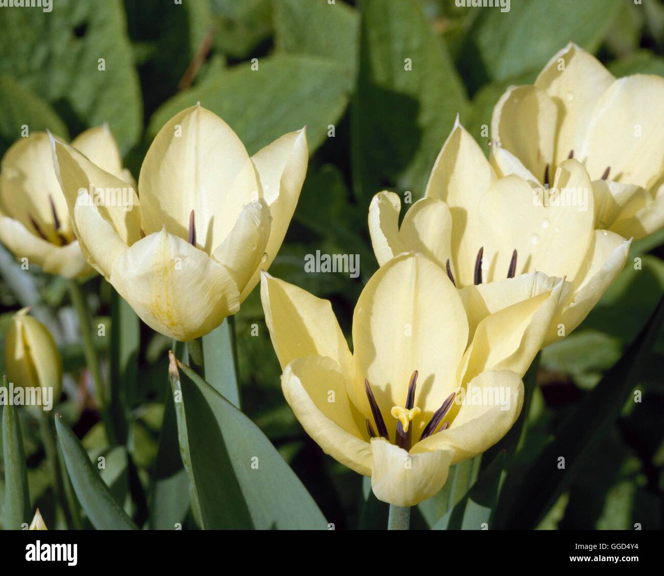 Tulipa - `Purissima' AGM - (Fosteriana) BUL049842 Stock Photo - Alamy
