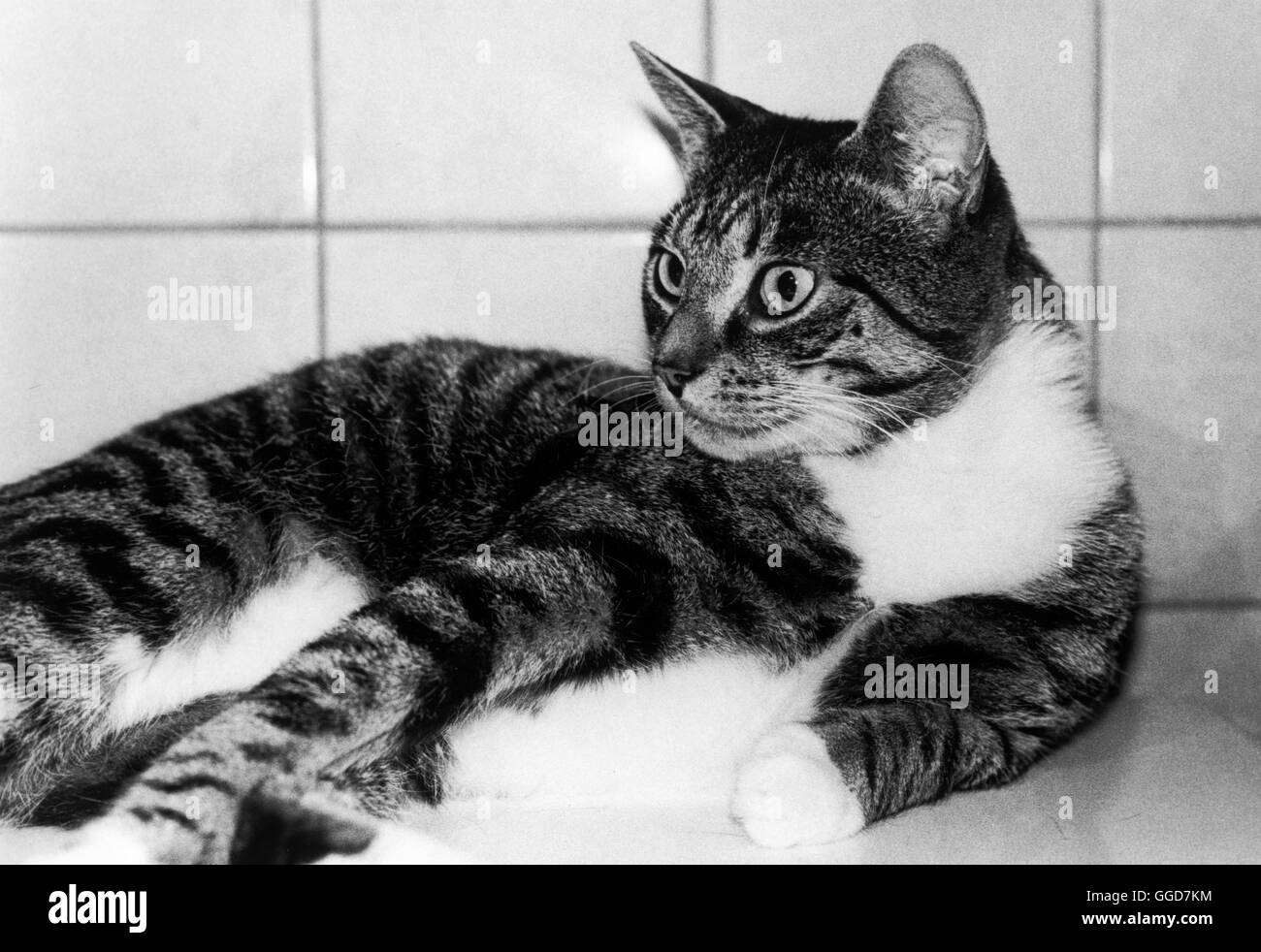 DAS TIER / KATER Stock Photo - Alamy