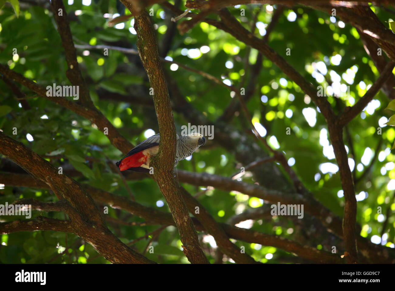 African grey parrot (Psittacus erithacus) in Uganda Stock Photo - Alamy