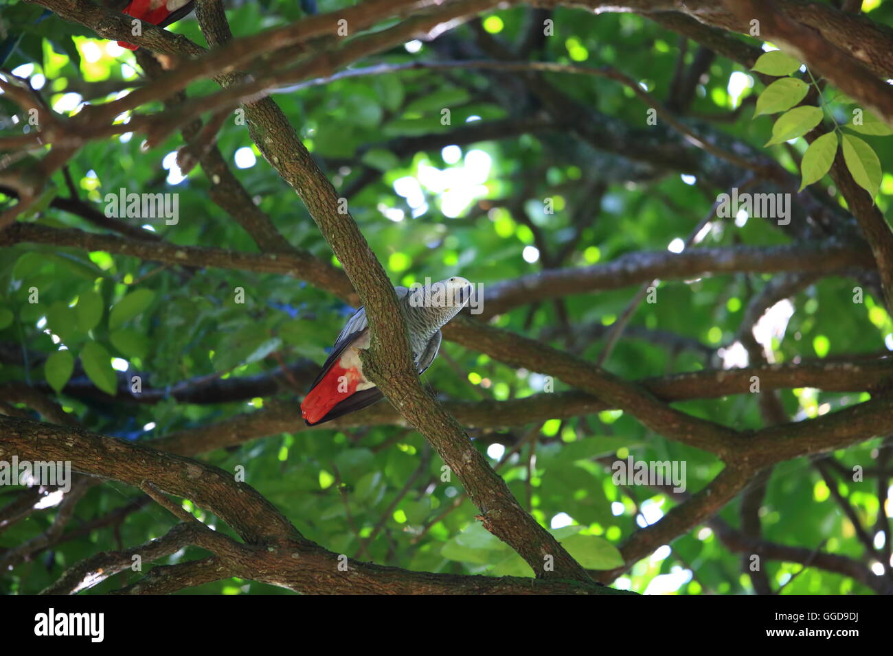 African grey parrot (Psittacus erithacus) in Uganda Stock Photo - Alamy