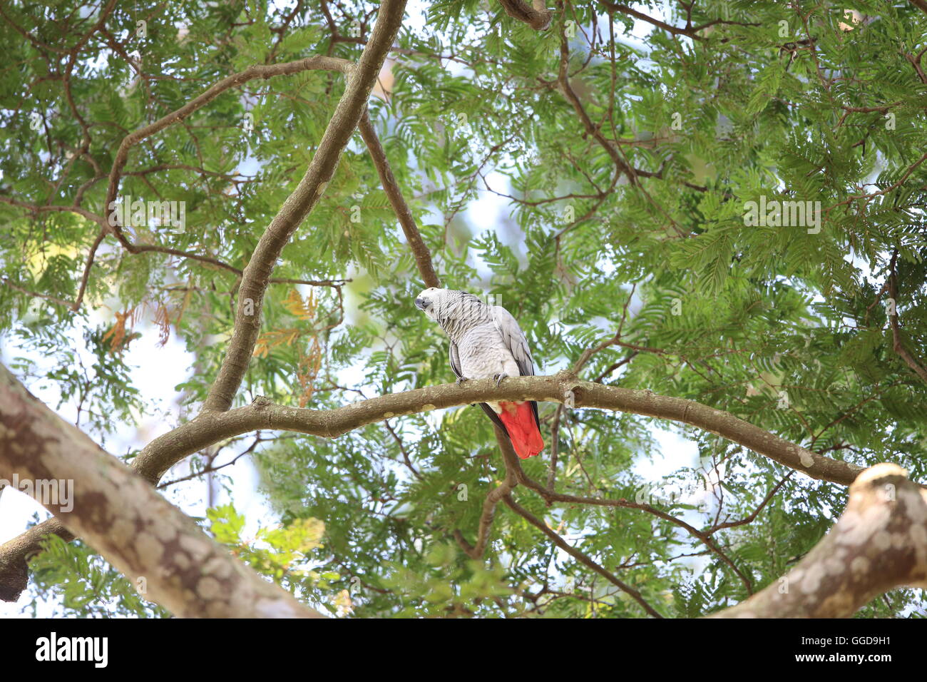 African grey parrot (Psittacus erithacus) in Uganda Stock Photo - Alamy