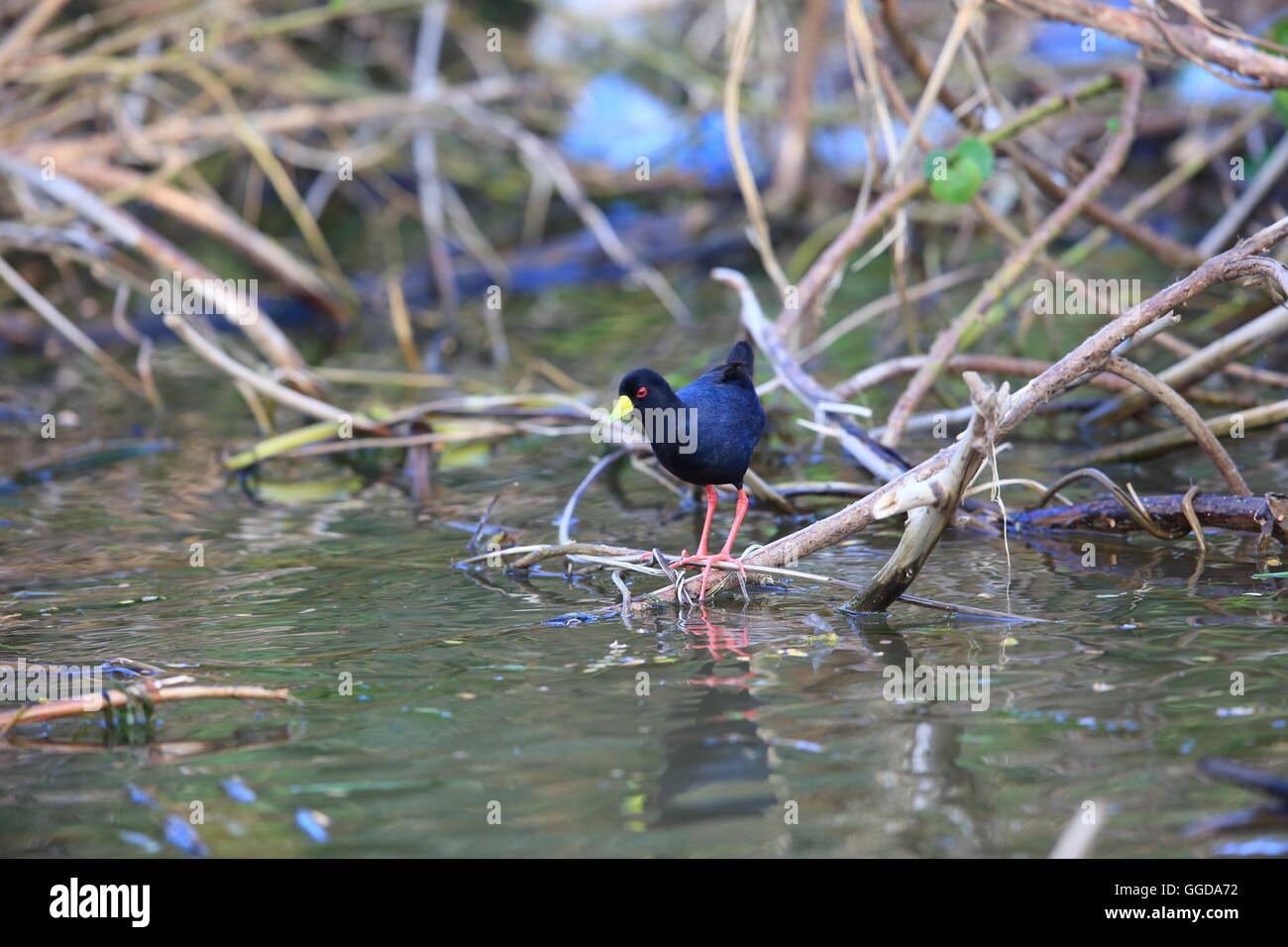 African black hi-res stock photography and images - Alamy