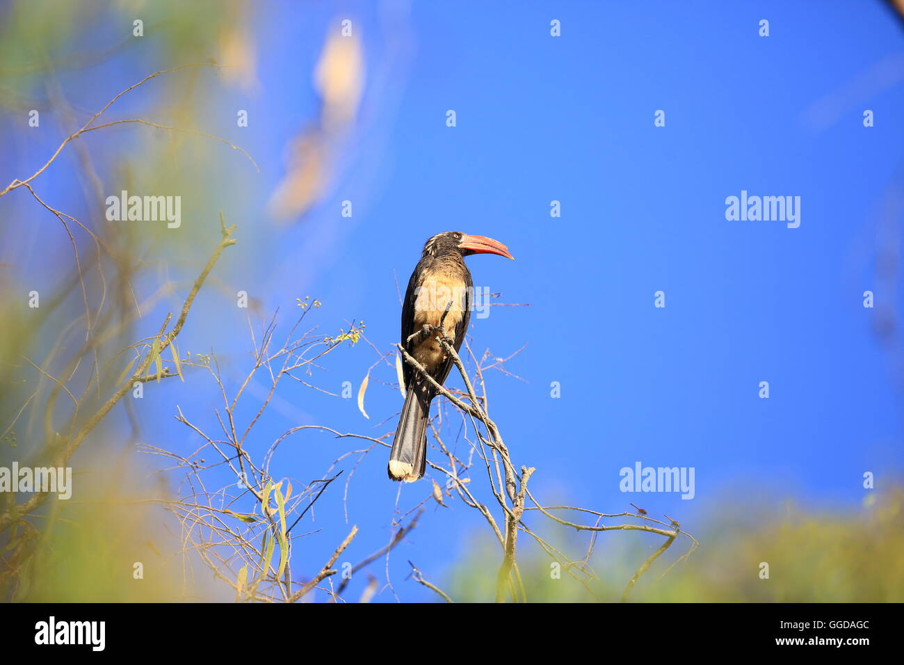 Crowned hornbill (Tockus alboterminatus) in Uganda Stock Photo - Alamy