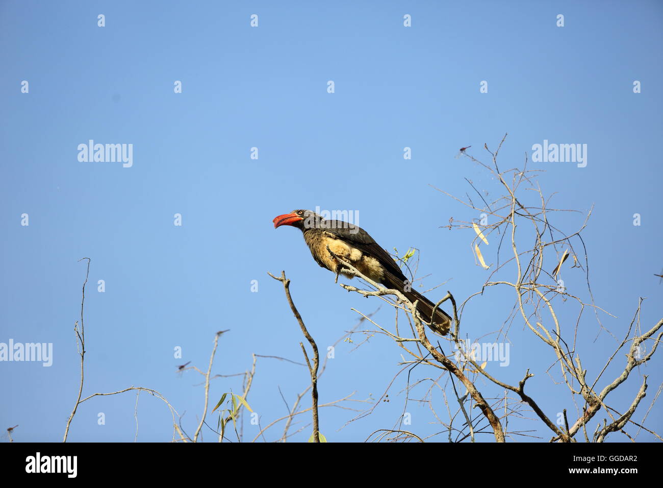 Crowned hornbill (Tockus alboterminatus) in Uganda Stock Photo - Alamy