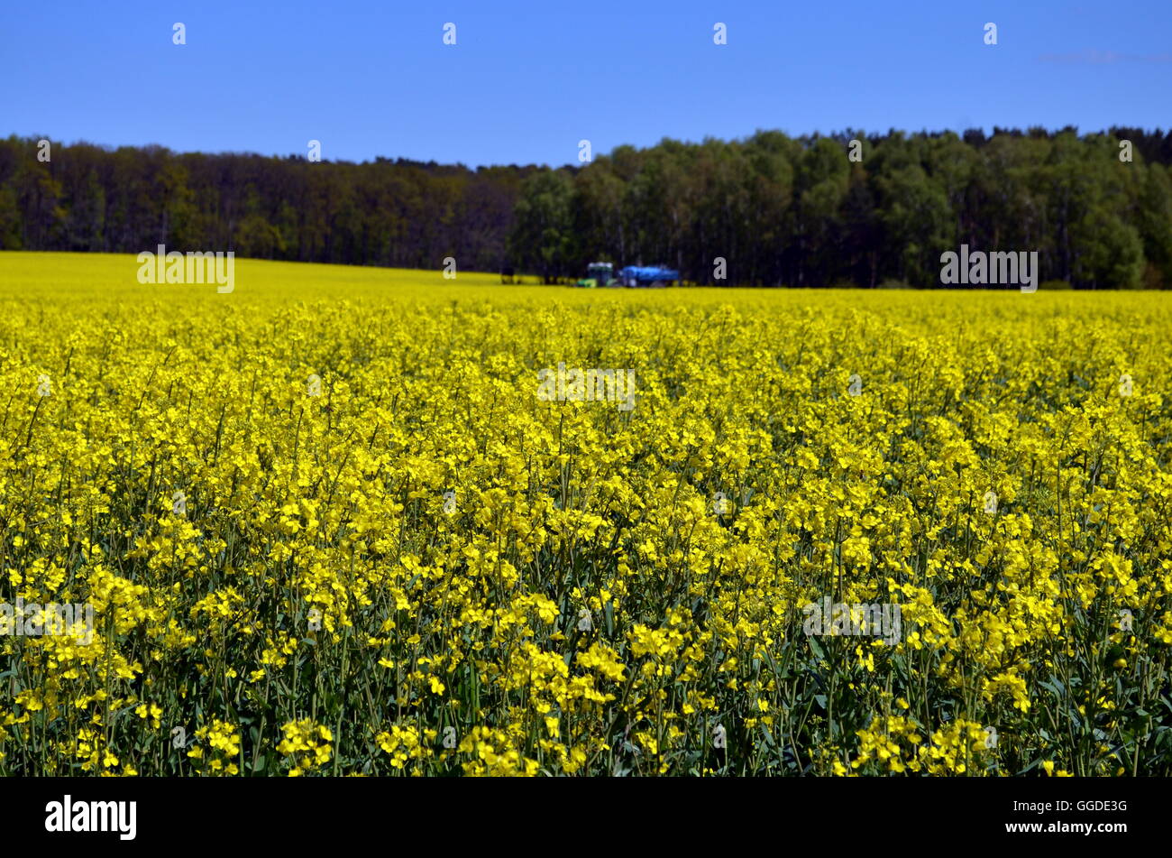yellow field of rapeseeds in germany in springtime Stock Photo - Alamy