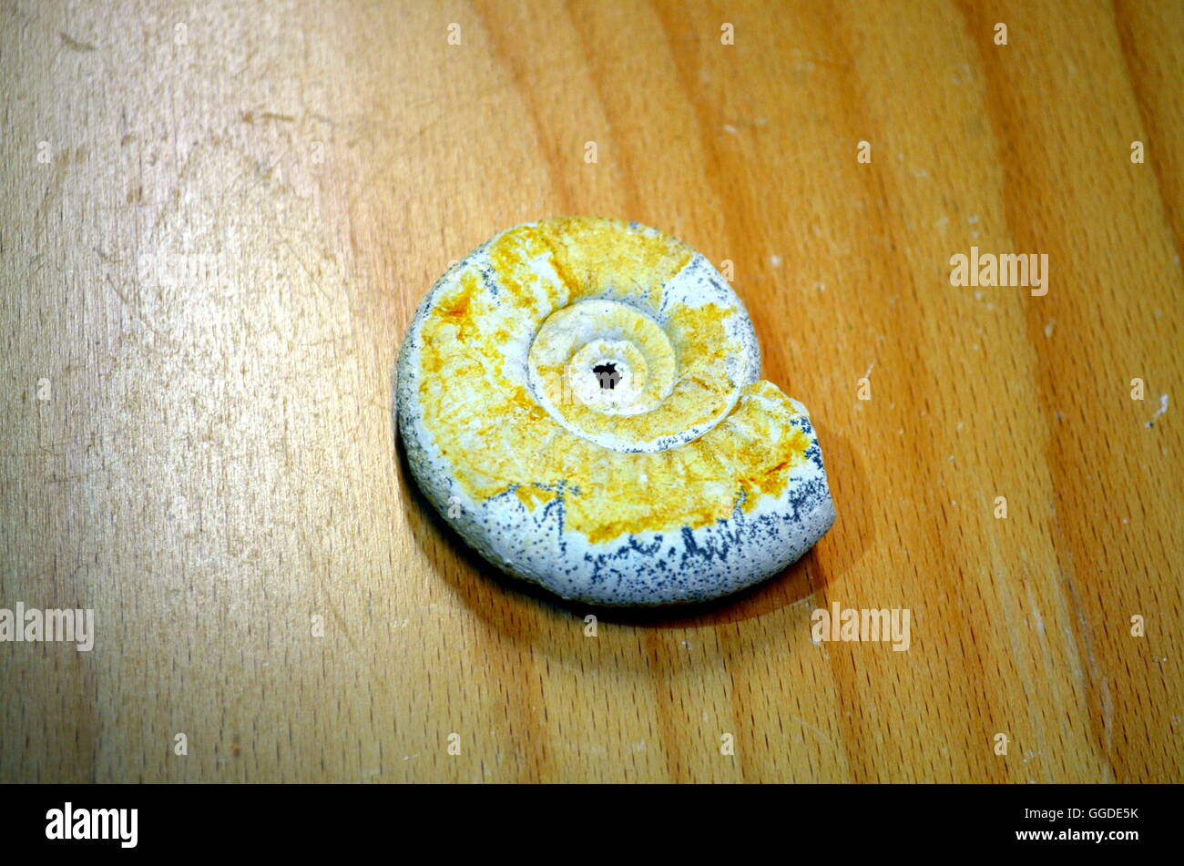 Ammonites fossil snail cut well preserved, colorful Stock Photo - Alamy