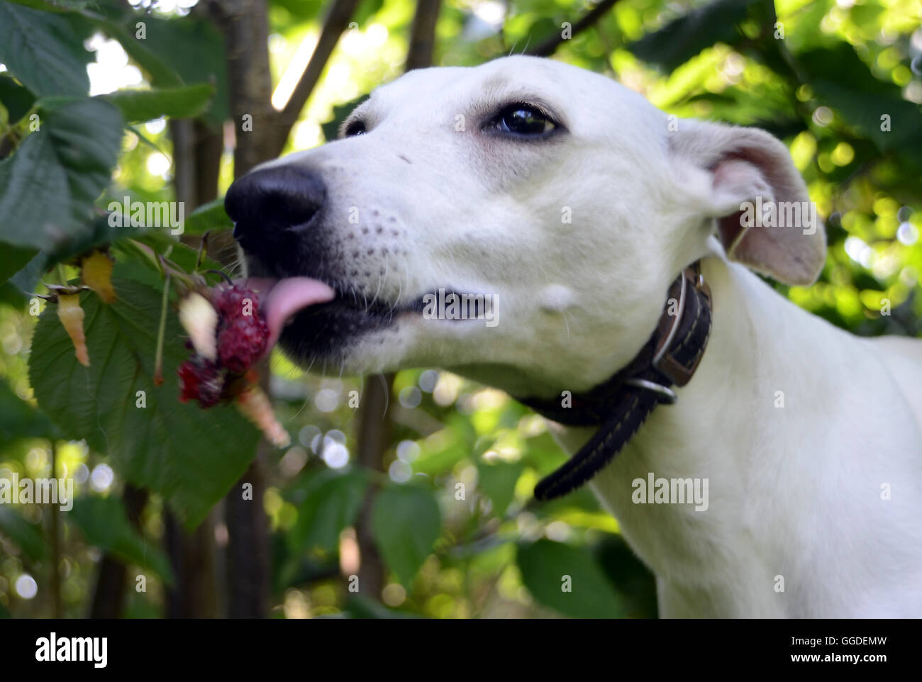 Whippet dog hi-res stock photography and images - Alamy