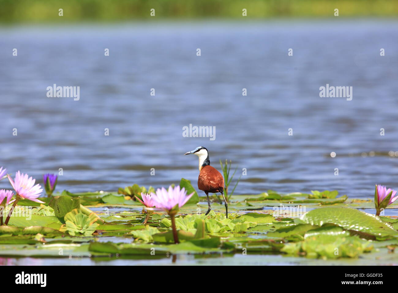African Jacana (Actophilornis africanus) in Mabamba wetland, Uganda ...