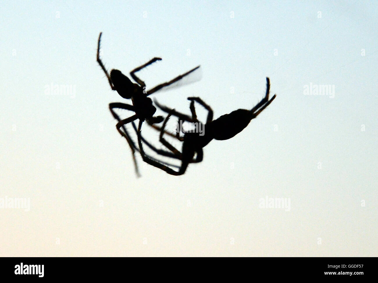 Two spiders hi-res stock photography and images - Alamy