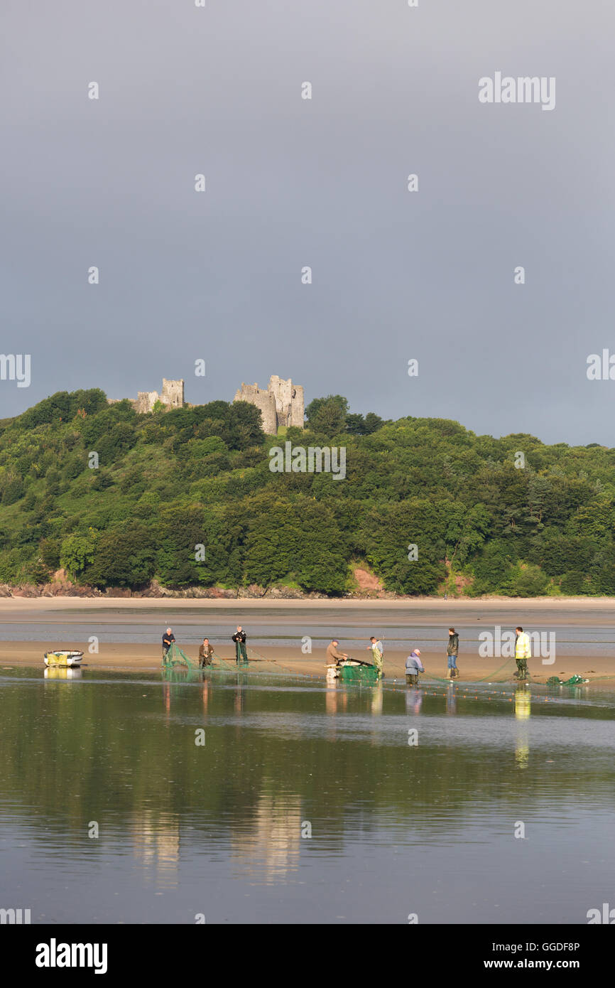 A group of fish fish in the Tywi (Towy) estuary between Ferryside and ...