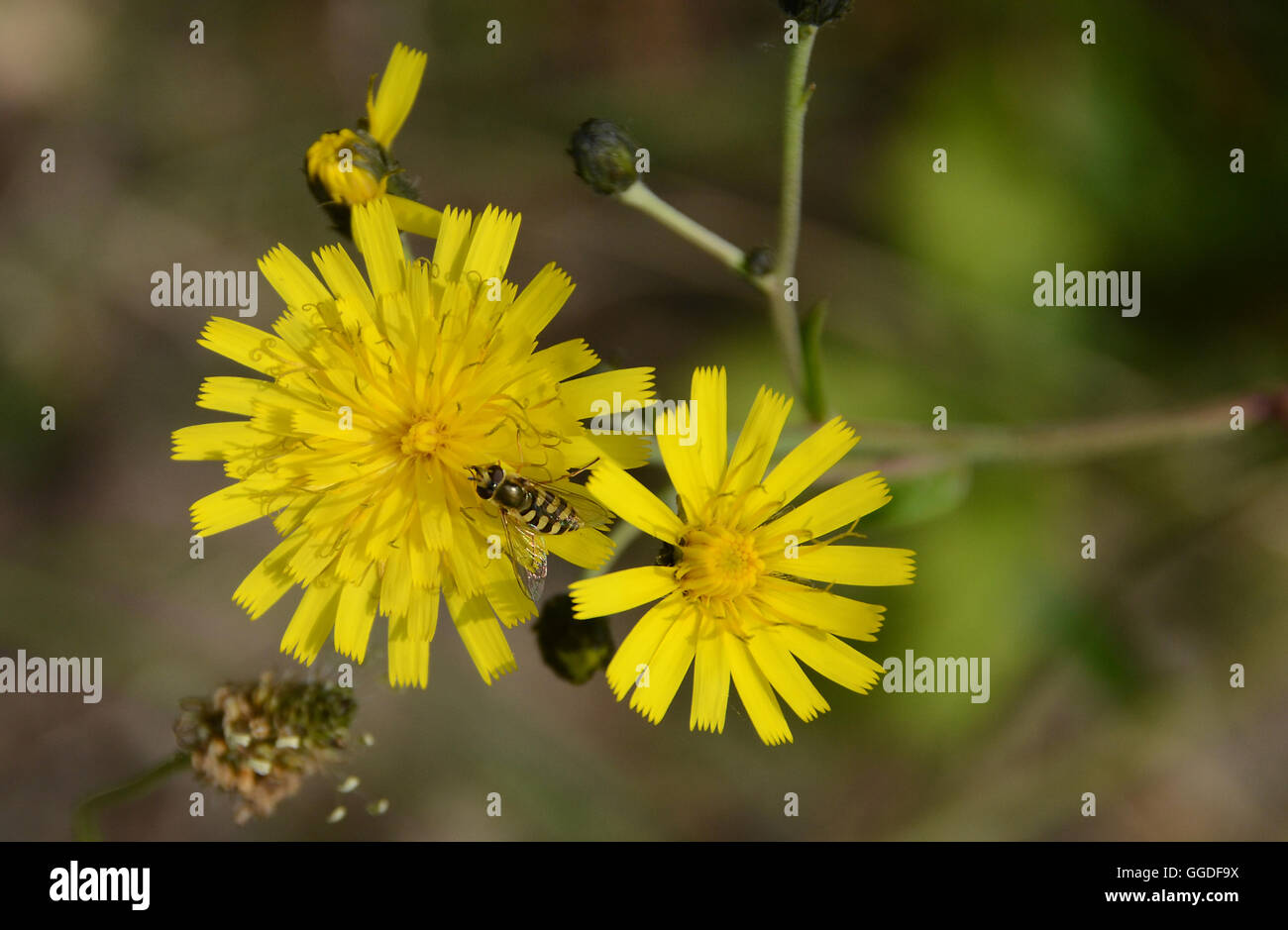 Bee like insect flower hi-res stock photography and images - Alamy