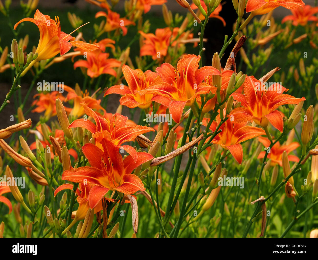 Fire lilies hi-res stock photography and images - Alamy