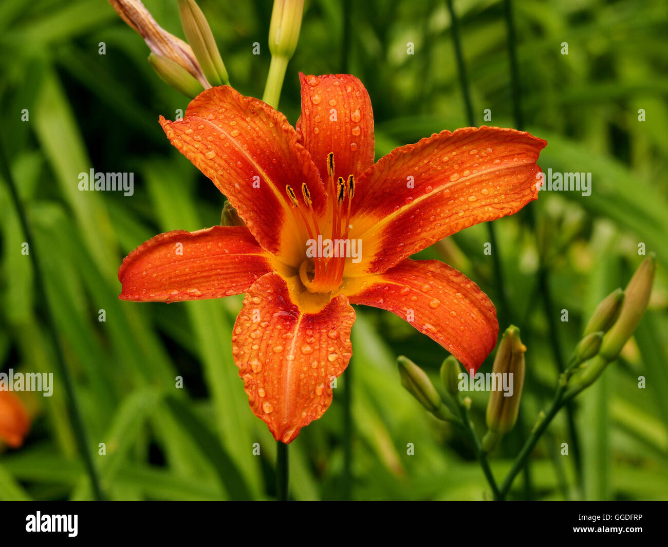 Fire lilies hi-res stock photography and images - Alamy