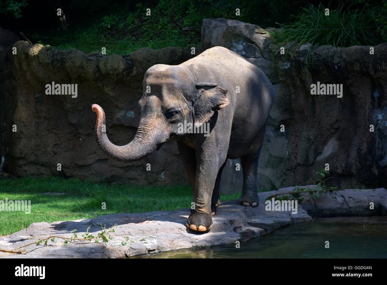 National zoo washington elephant hi-res stock photography and images ...