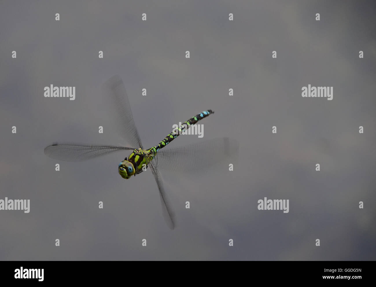 Dragon fly hovers in the air, attracted by the photographers yellow ...
