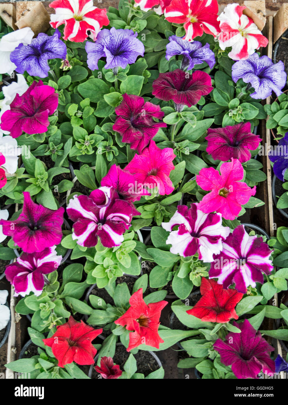 Beautiful petunia flower hi-res stock photography and images - Alamy