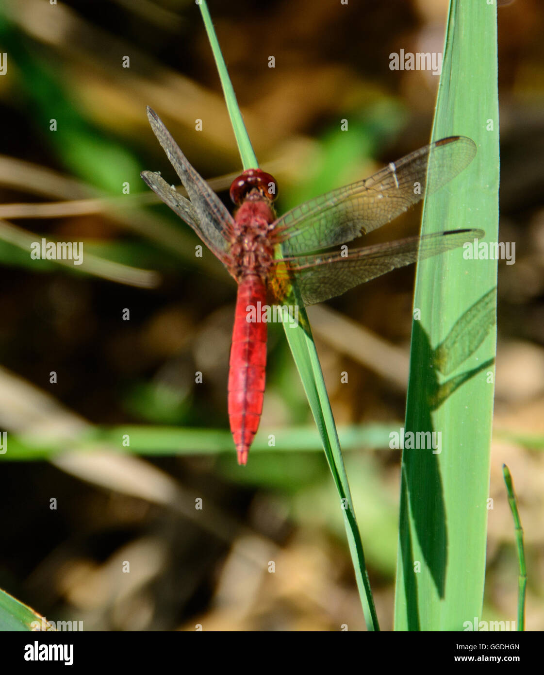 Red insect dragonfly in the reeds Stock Photo - Alamy