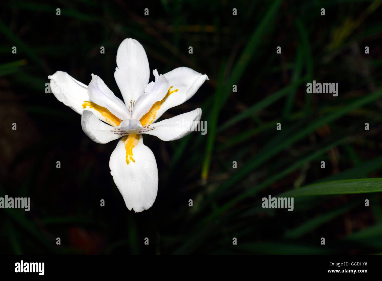 Spring hill florida hi-res stock photography and images - Alamy