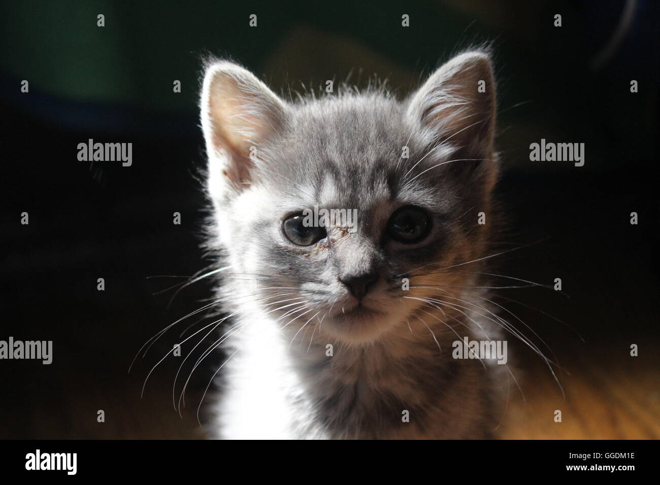 The Kitten Portrait Stock Photo - Alamy